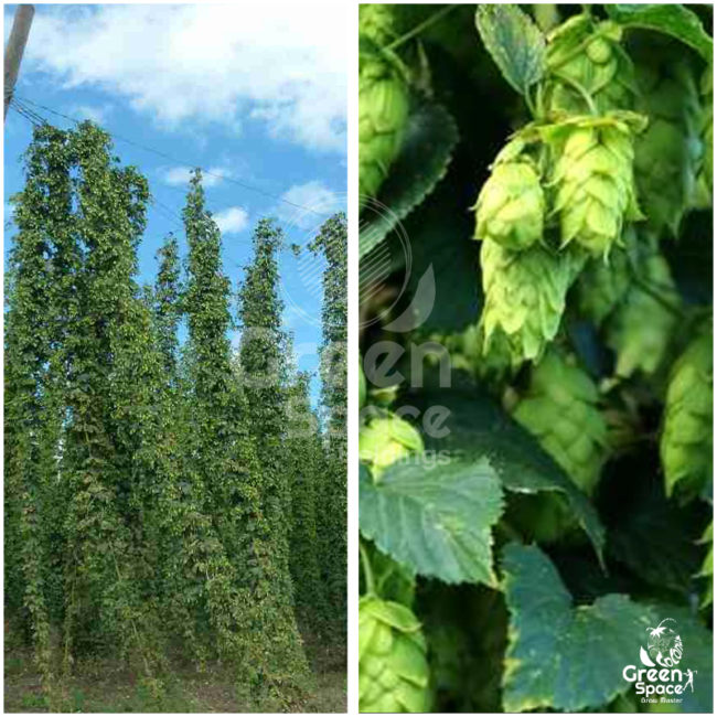 Green Space Coir Twine for Hop Cultivation » Green Space Holdings