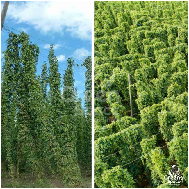 Green Space Coir Twine for Hop Cultivation » Green Space Holdings