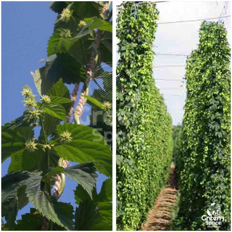 Green Space Coir Twine for Hop Cultivation » Green Space Holdings